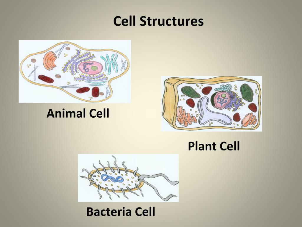 PPT - Animal Cell PowerPoint Presentation, free download - ID:1985743