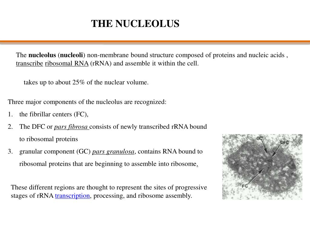 PPT - THE NUCLEOLUS PowerPoint Presentation, free download - ID:1985782