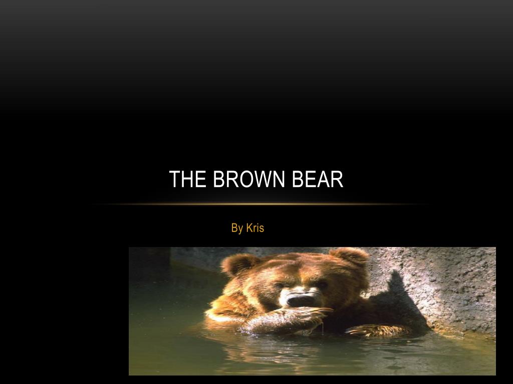 PPT - The Brown Bear PowerPoint Presentation, free download - ID:1986482