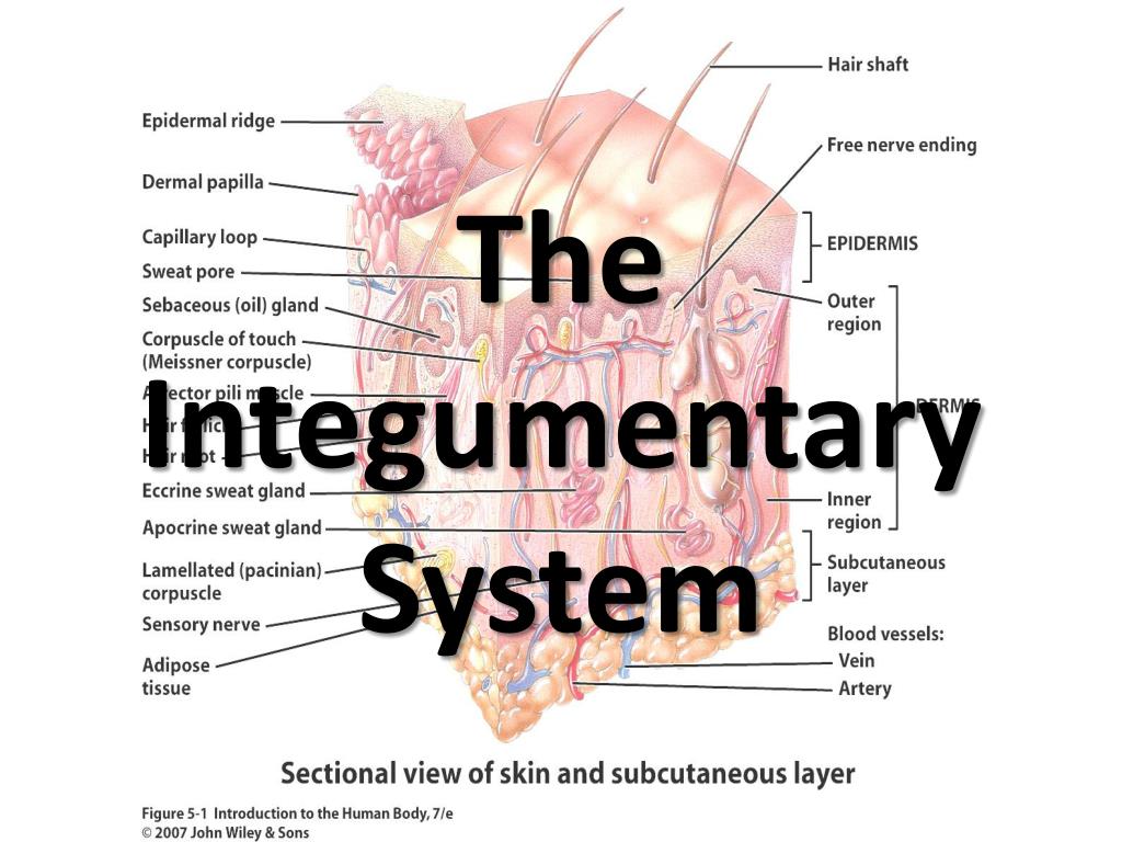PPT - The Integumentary System PowerPoint Presentation, free download ...