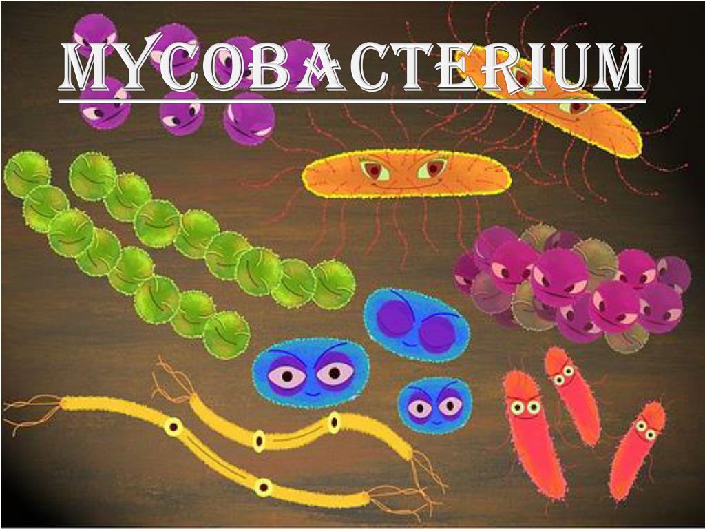 PPT - MYCOBACTERIUM PowerPoint Presentation, free download - ID:1994263