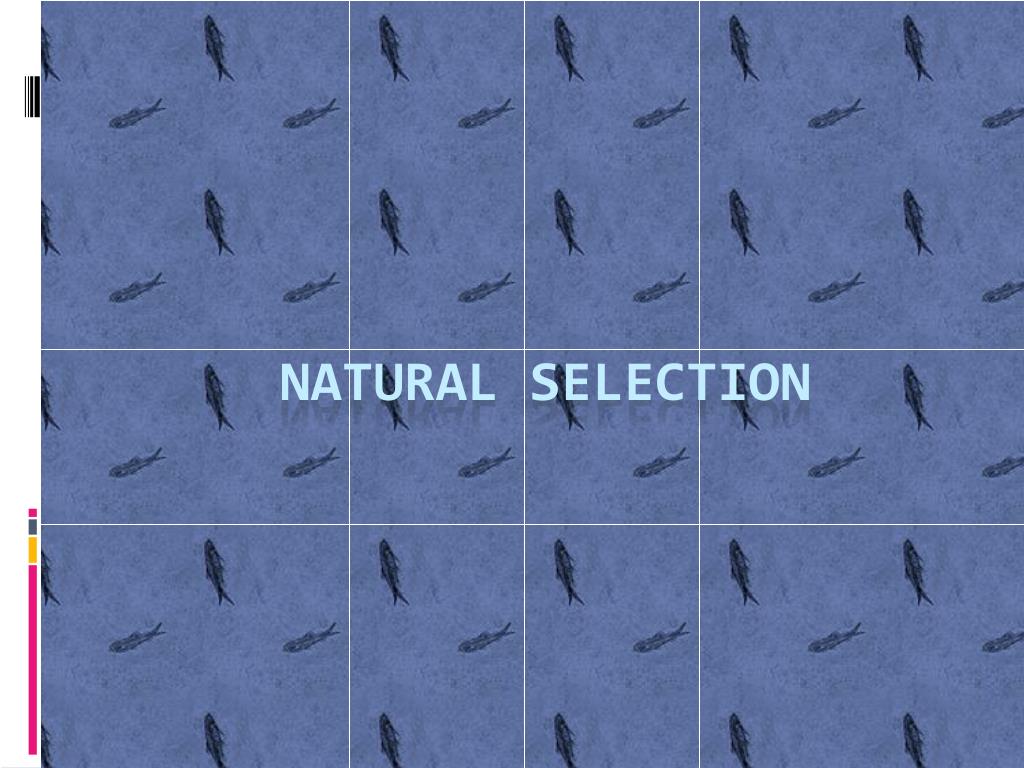PPT - Natural Selection PowerPoint Presentation, free download - ID:1995130