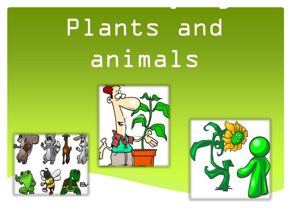 PPT - Classifying Plants and animals PowerPoint Presentation, free ...