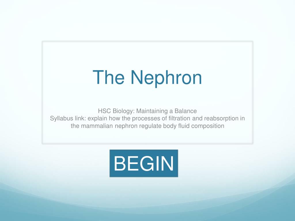 PPT - The Nephron PowerPoint Presentation, free download - ID:1995945