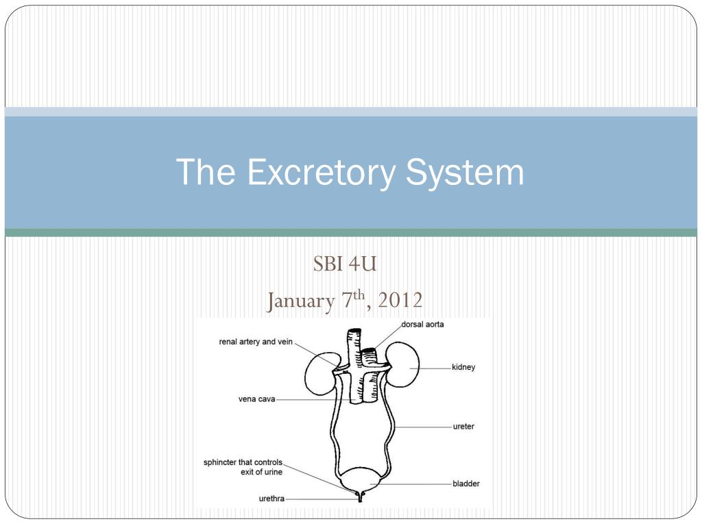 PPT - Understanding the Human Excretory System: Structure and Function ...