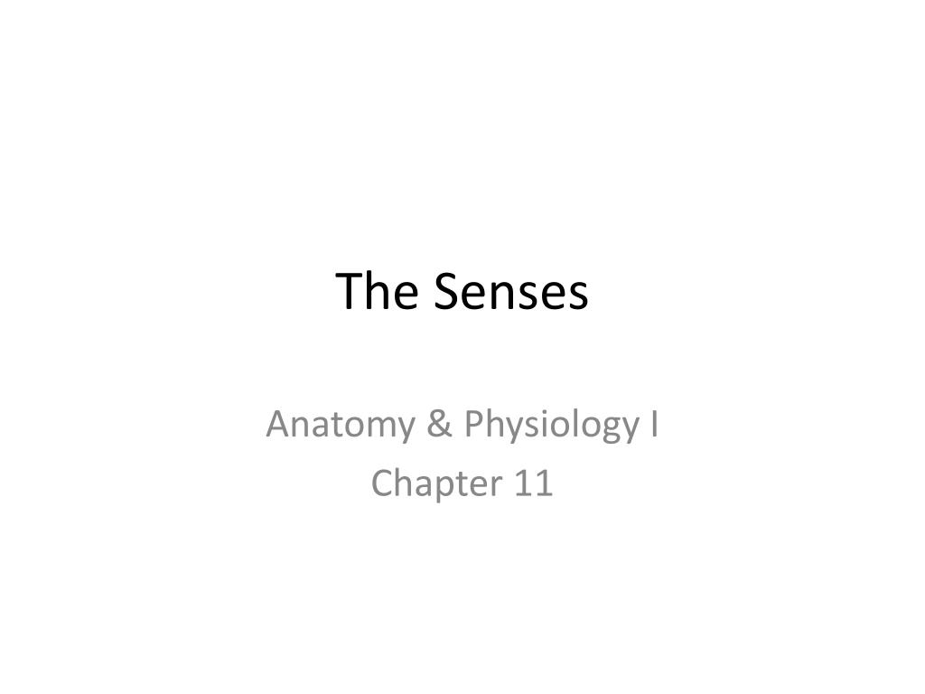 PPT - The Senses PowerPoint Presentation, free download - ID:1996883