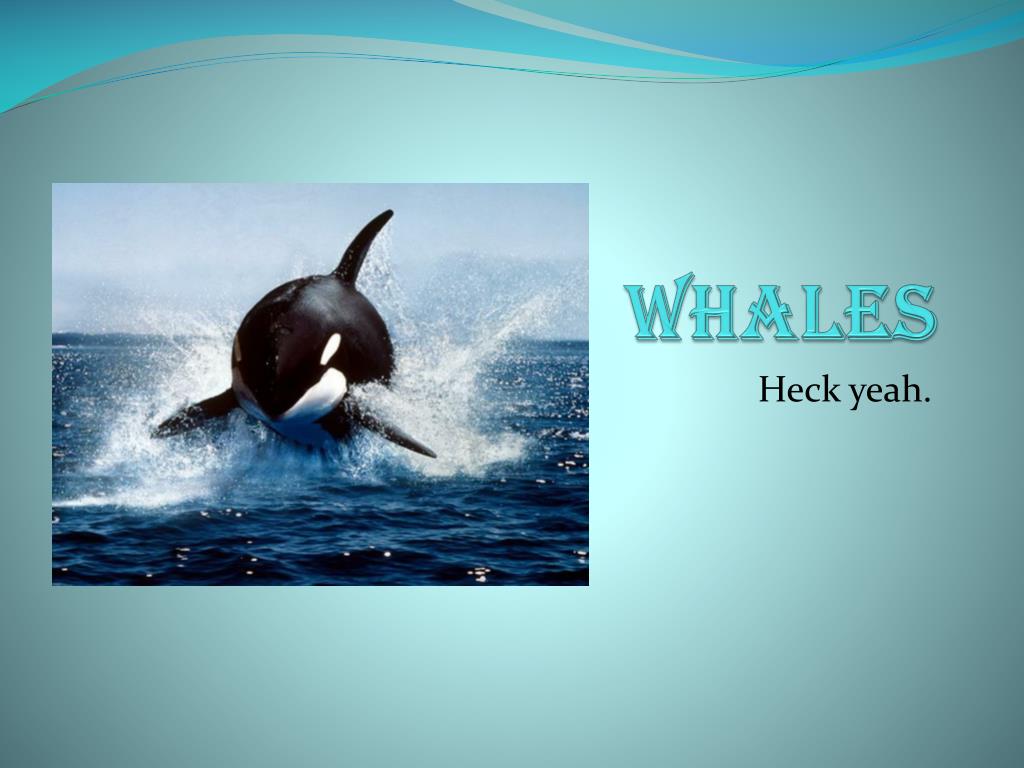 PPT - whales PowerPoint Presentation, free download - ID:1997998