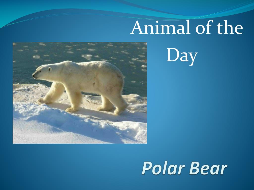PPT - Polar Bear PowerPoint Presentation, free download - ID:1998027