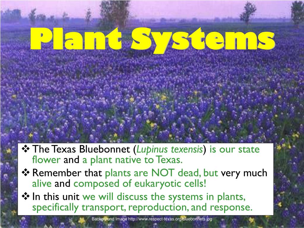 PPT - Plant Systems PowerPoint Presentation, free download - ID:1998608