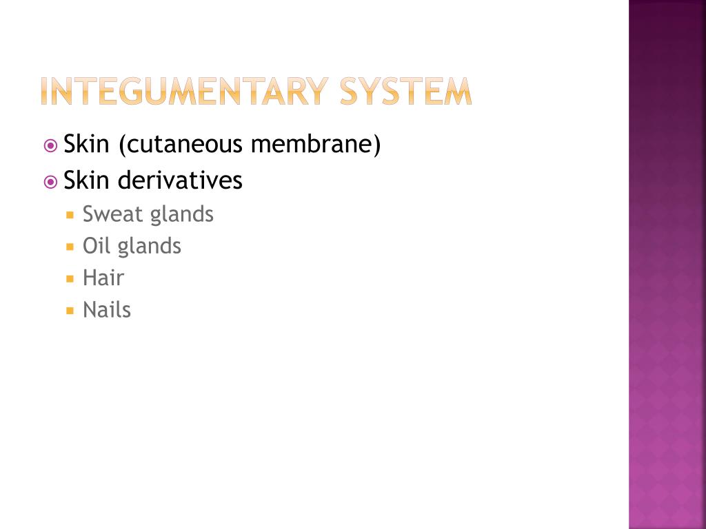 PPT - Integumentary System PowerPoint Presentation, free download - ID ...