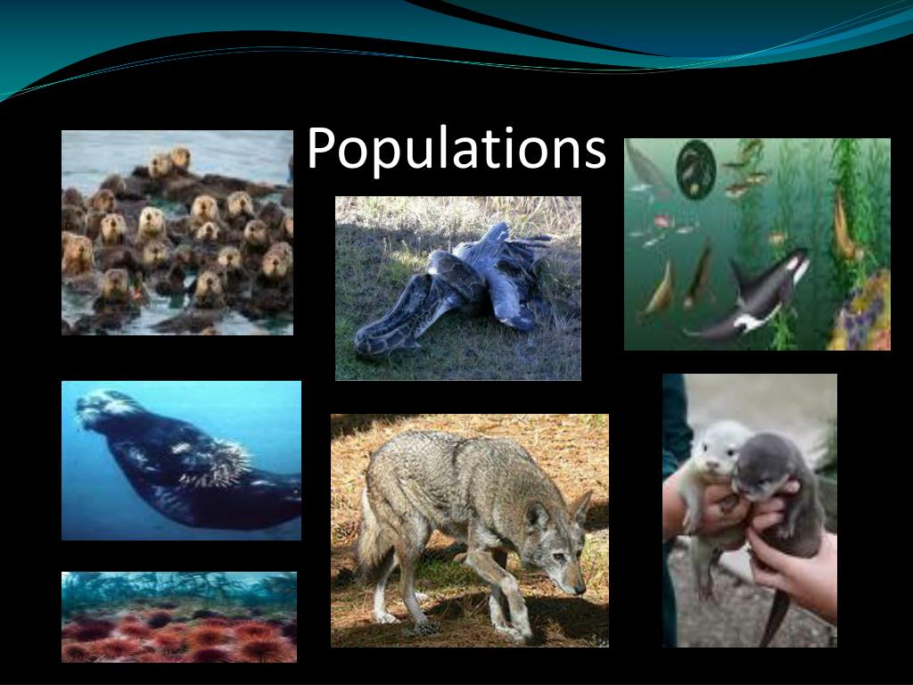 PPT - Populations PowerPoint Presentation, free download - ID:1999841