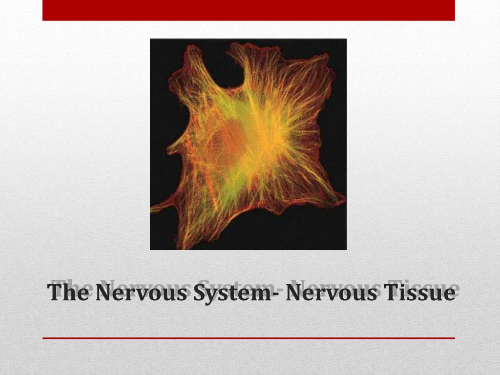 PPT - The Nervous System- Nervous Tissue PowerPoint Presentation, free ...