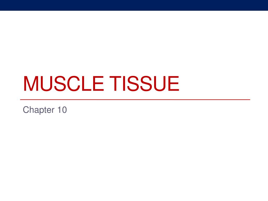 PPT - Muscle Tissue PowerPoint Presentation, free download - ID:2000548