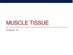 PPT - Muscle Tissue PowerPoint Presentation, free download - ID:5393976