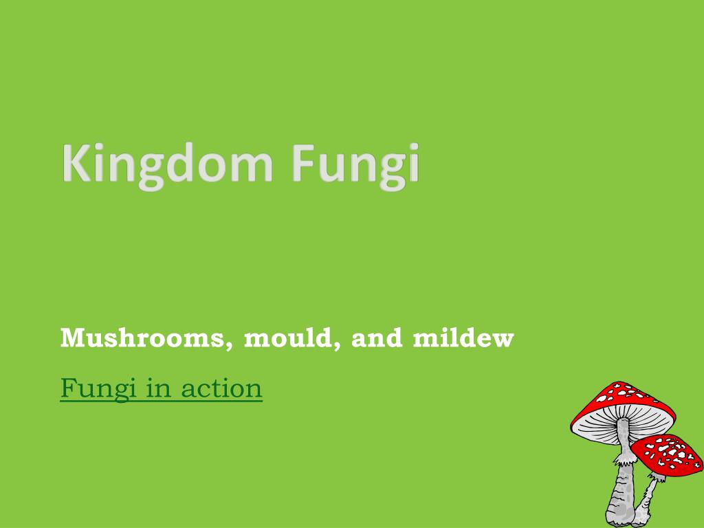 PPT - Kingdom Fungi PowerPoint Presentation, free download - ID:2000569