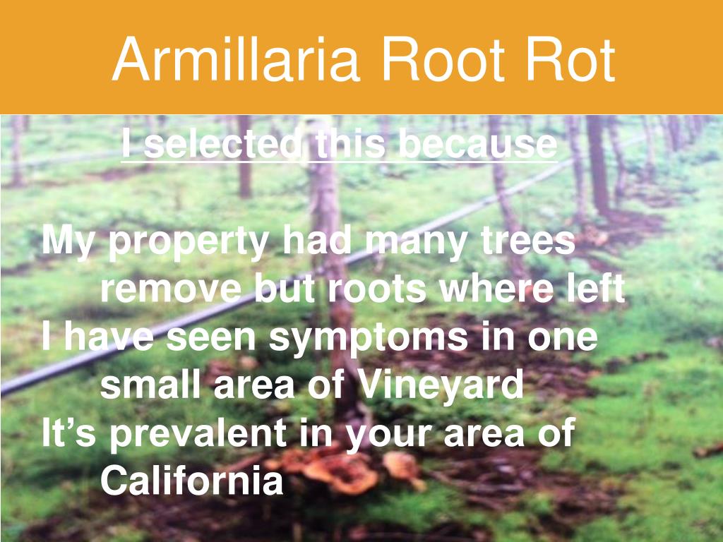 PPT - Armillaria Root Rot PowerPoint Presentation, free download - ID ...
