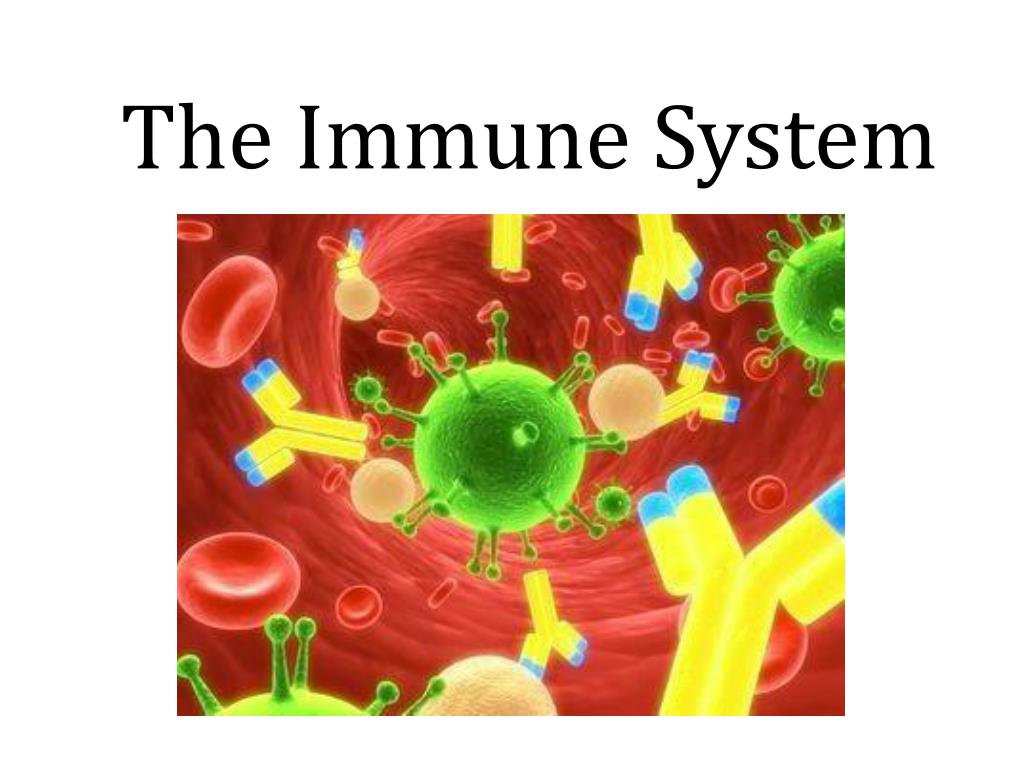 PPT - The Immune System PowerPoint Presentation, free download - ID:2000651