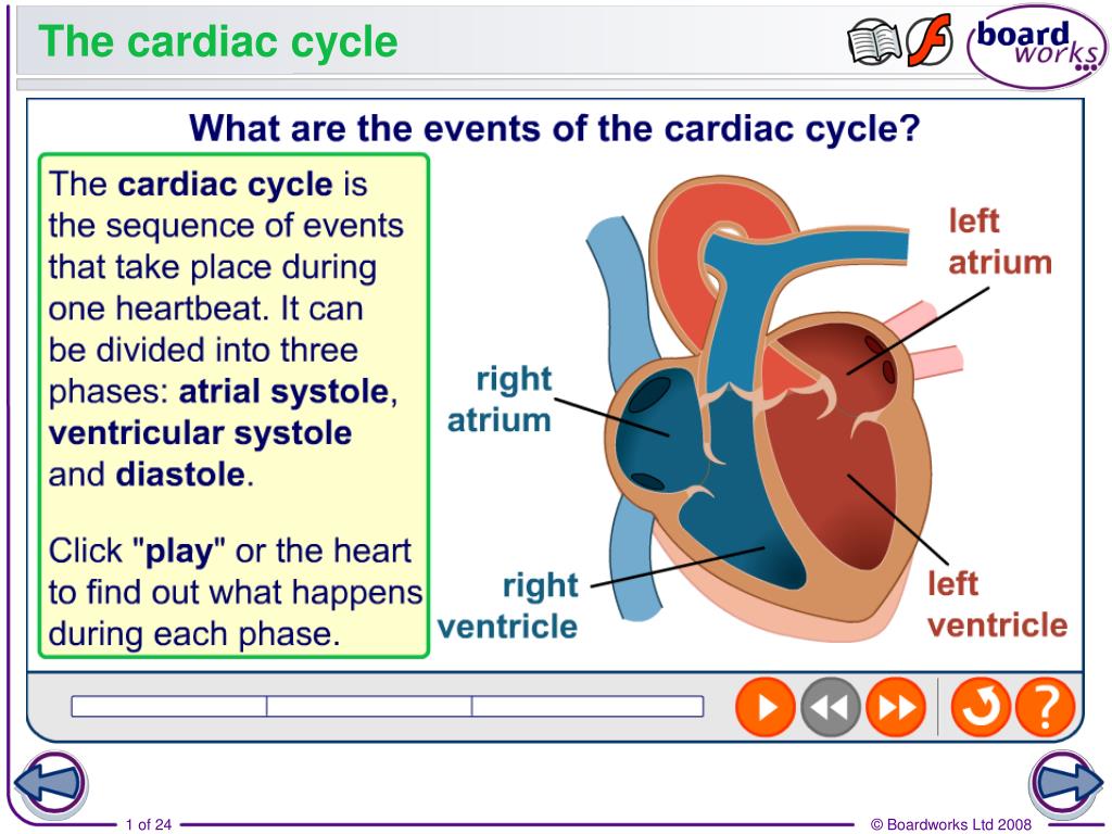 PPT - The cardiac cycle PowerPoint Presentation, free download - ID:2000734