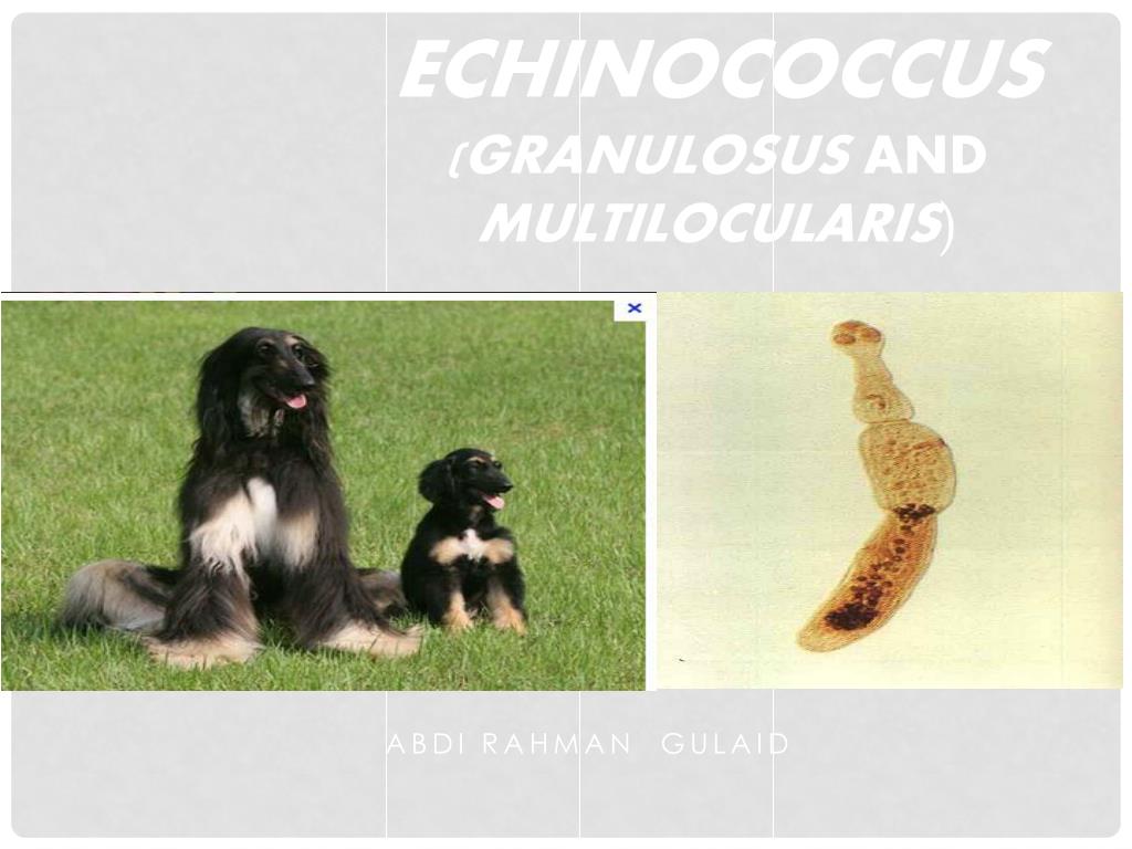 PPT - Echinococcus ( granulosus and multilocularis ) PowerPoint ...