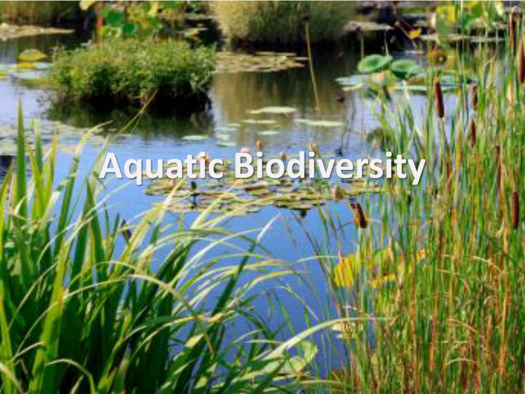 PPT - Aquatic Biodiversity PowerPoint Presentation, free download - ID ...
