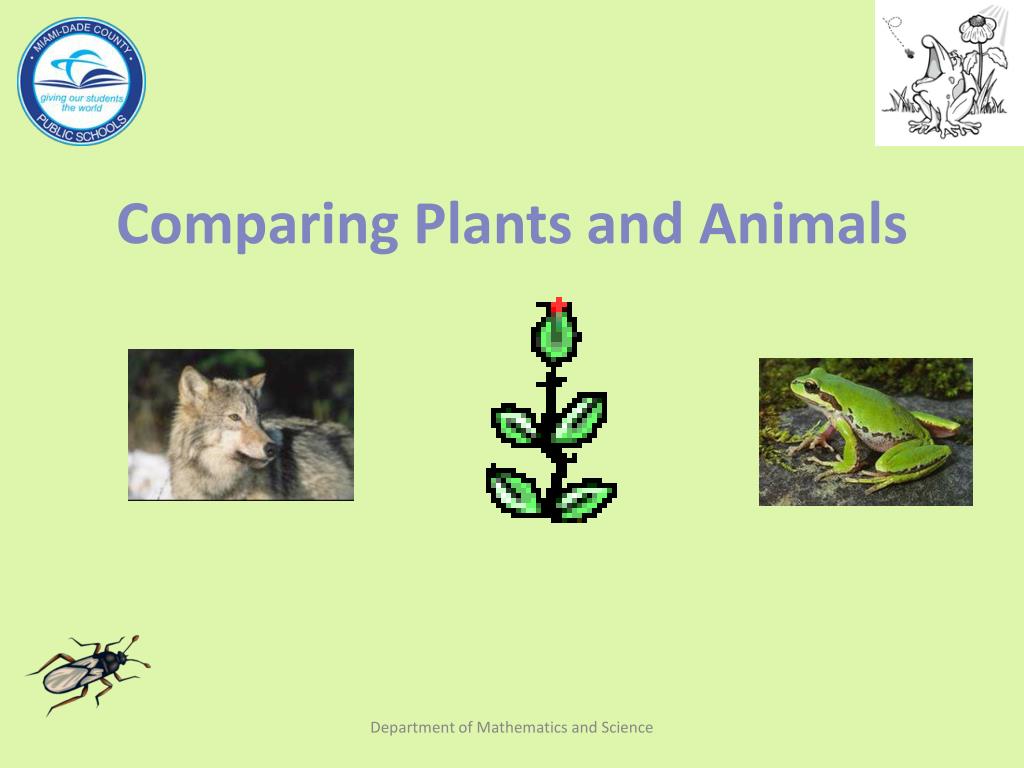 PPT - Comparing Plants and Animals PowerPoint Presentation, free ...