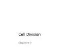 PPT - Cell Division PowerPoint Presentation, free download - ID:2338549