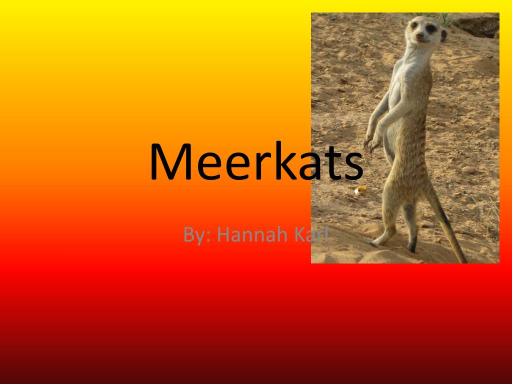 PPT - Meerkats PowerPoint Presentation, free download - ID:2003766