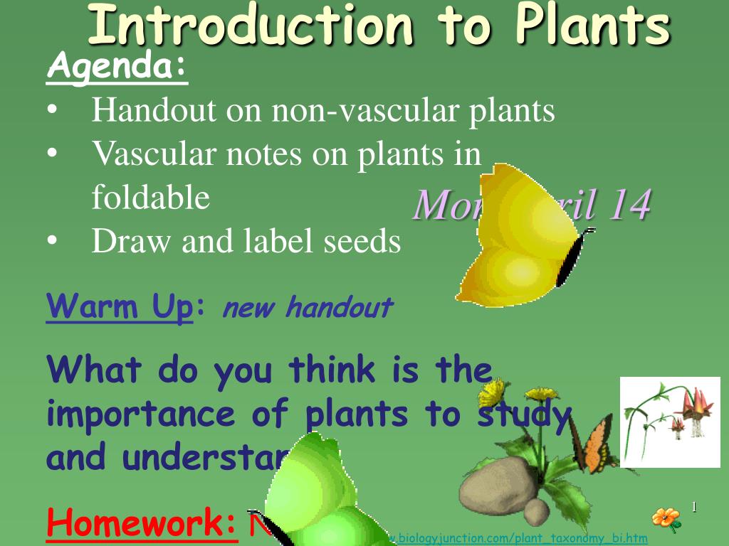 PPT - Introduction to Plants PowerPoint Presentation, free download ...