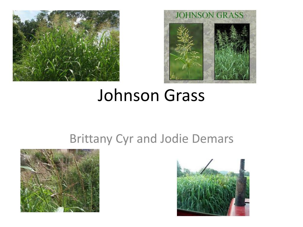 PPT - Johnson Grass PowerPoint Presentation, free download - ID:2004716