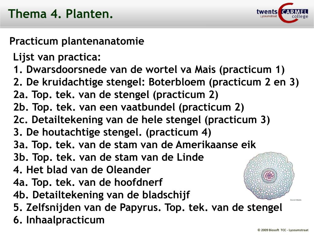 PPT - Thema 4. Planten. PowerPoint Presentation, free download - ID:2005824