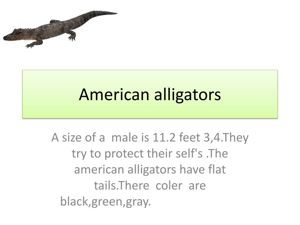 PPT - American alligators PowerPoint Presentation, free download - ID ...