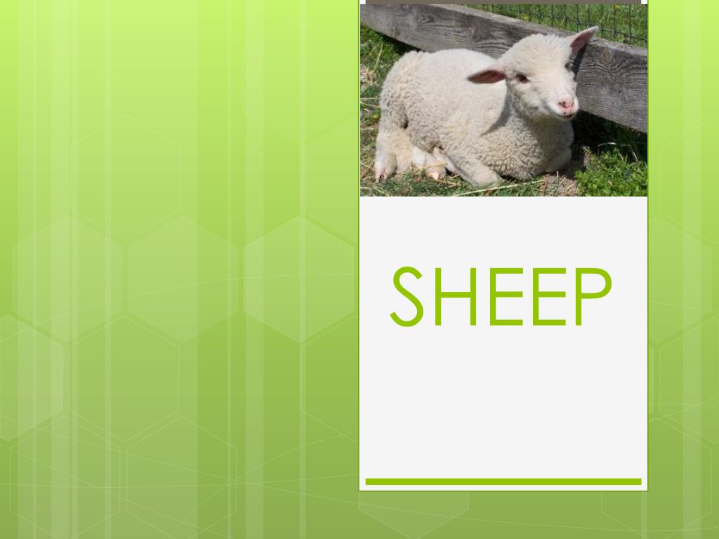 PPT - SHEEP PowerPoint Presentation, free download - ID:2006962