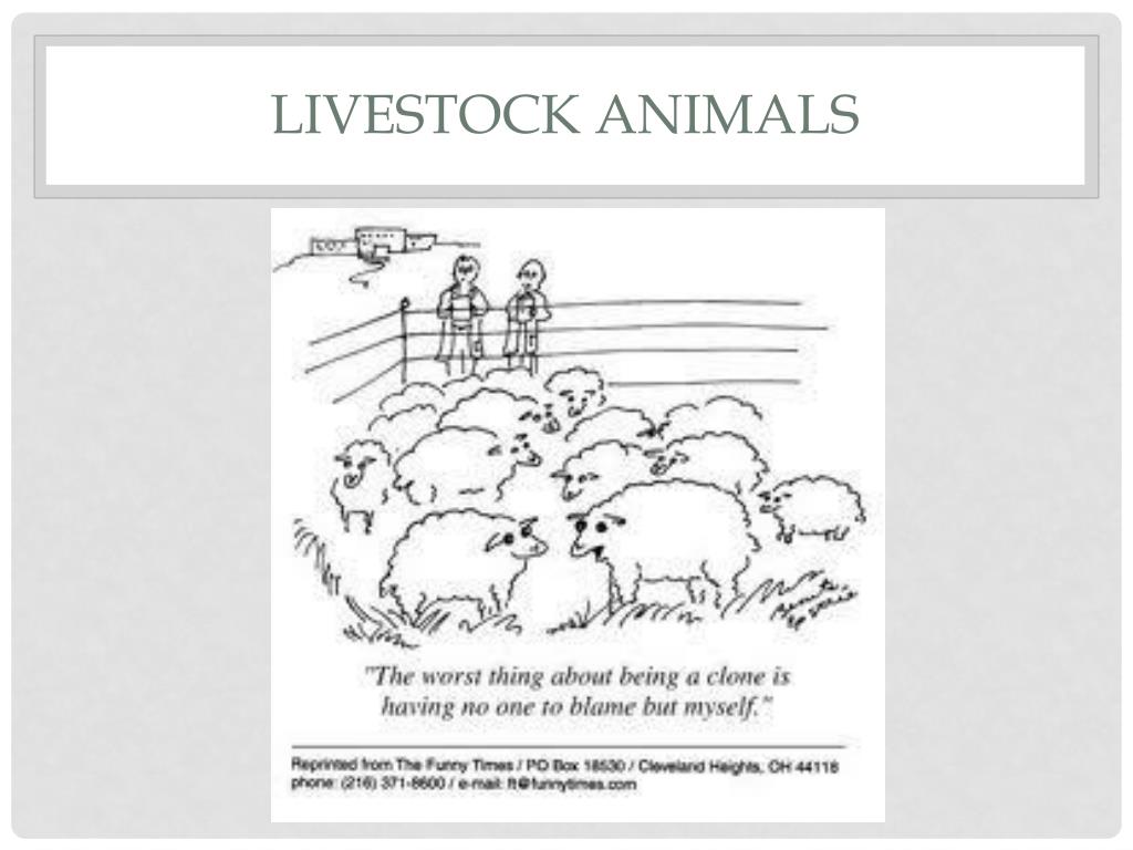 PPT - Livestock animals PowerPoint Presentation, free download - ID:2007004