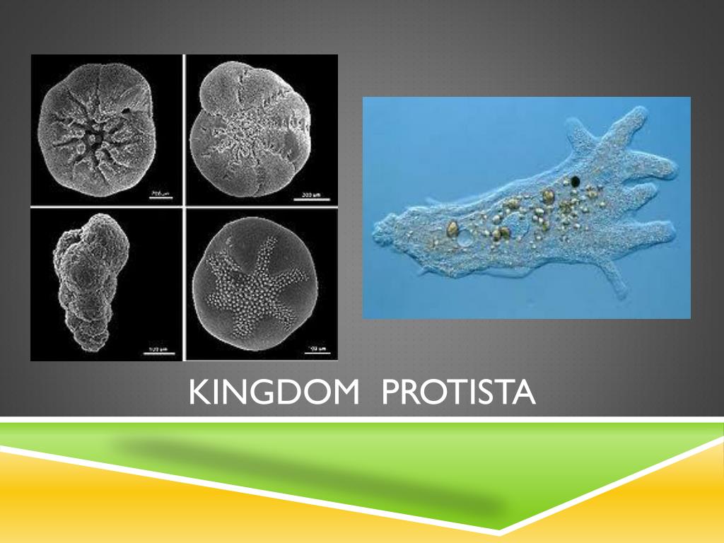 PPT - Kingdom Protista PowerPoint Presentation, free download - ID:2007283