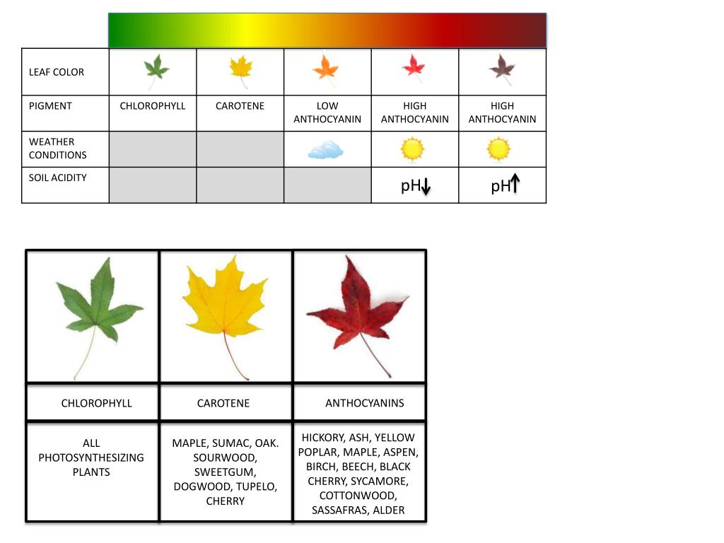 PPT - CHLOROPHYLL PowerPoint Presentation, free download - ID:2007286