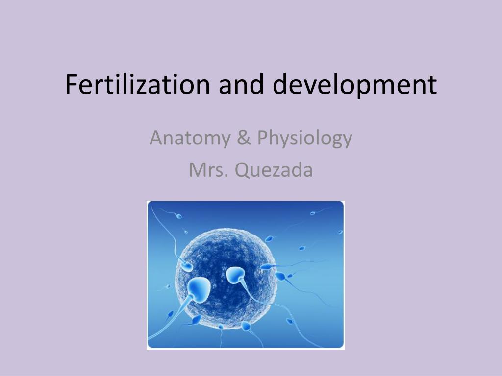 PPT - Fertilization and development PowerPoint Presentation, free ...