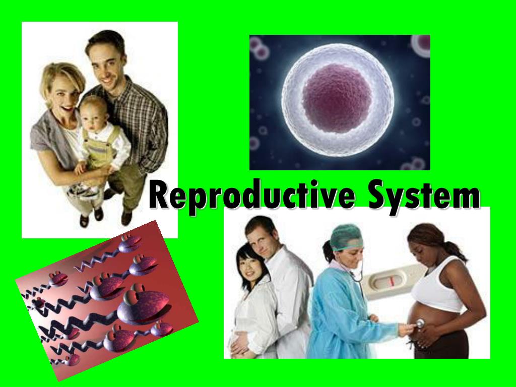 PPT - Reproductive System PowerPoint Presentation, free download - ID ...