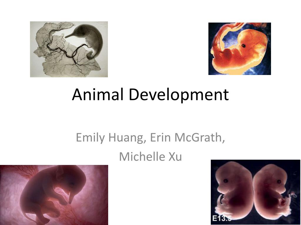 PPT - Animal Development PowerPoint Presentation, free download - ID ...