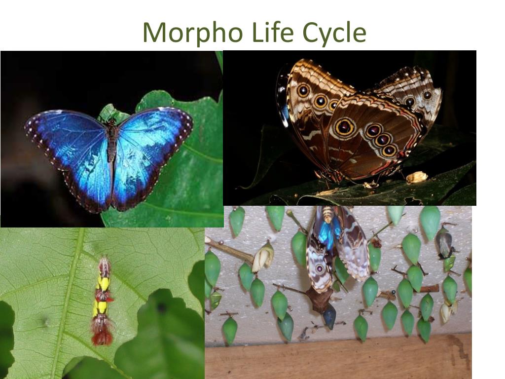 PPT - Fascinating Morpho Butterfly Life Cycle Explained PowerPoint ...
