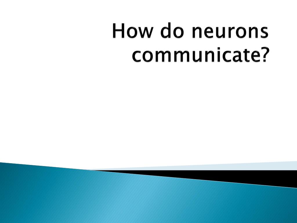PPT - How do neurons communicate? PowerPoint Presentation, free ...