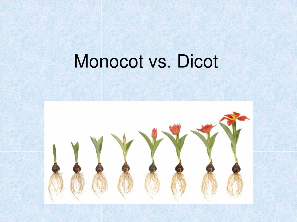 PPT - Monocot vs. Dicot PowerPoint Presentation, free download - ID:2011264