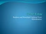 PPT - Gene flow PowerPoint Presentation, free download - ID:2103243