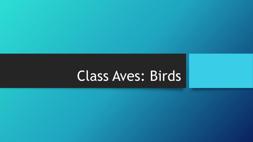 PPT - Class Aves: Birds PowerPoint Presentation, free download - ID:2011561
