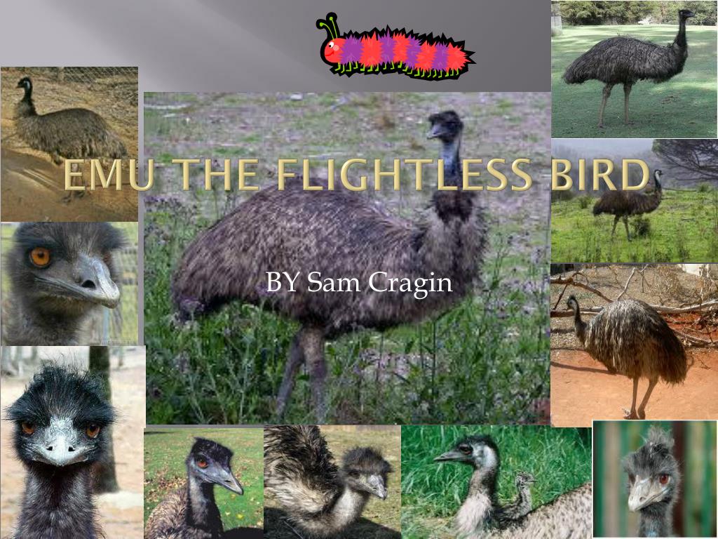 PPT - EMU THE FLIGHTLESS BIRD PowerPoint Presentation, free download ...