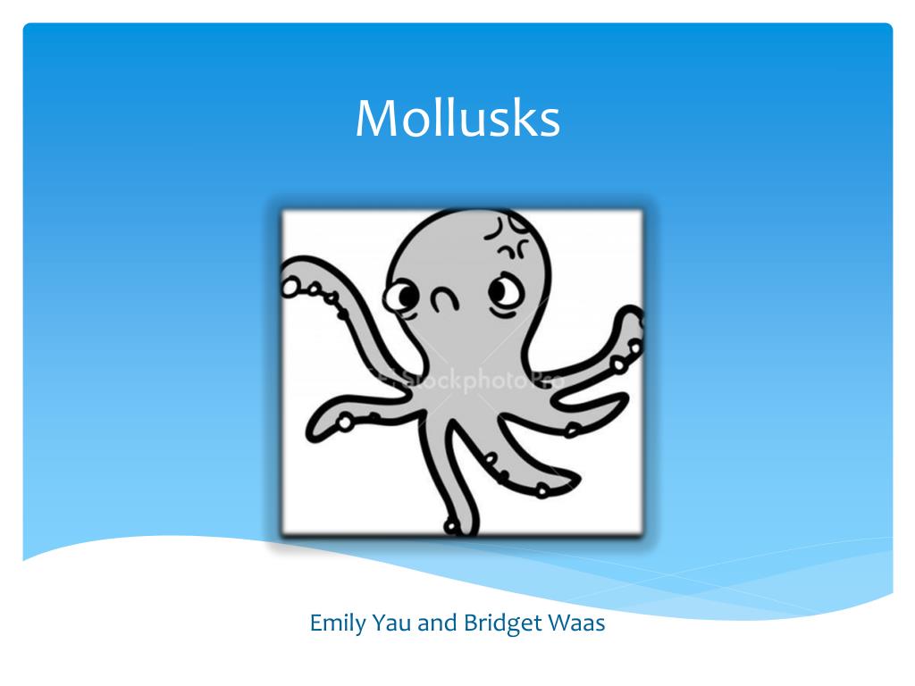 PPT - Mollusks PowerPoint Presentation, free download - ID:2011759
