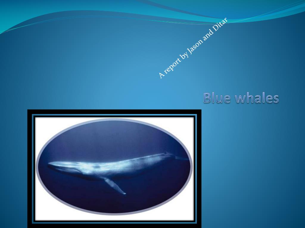 PPT - Blue whales PowerPoint Presentation, free download - ID:2012013
