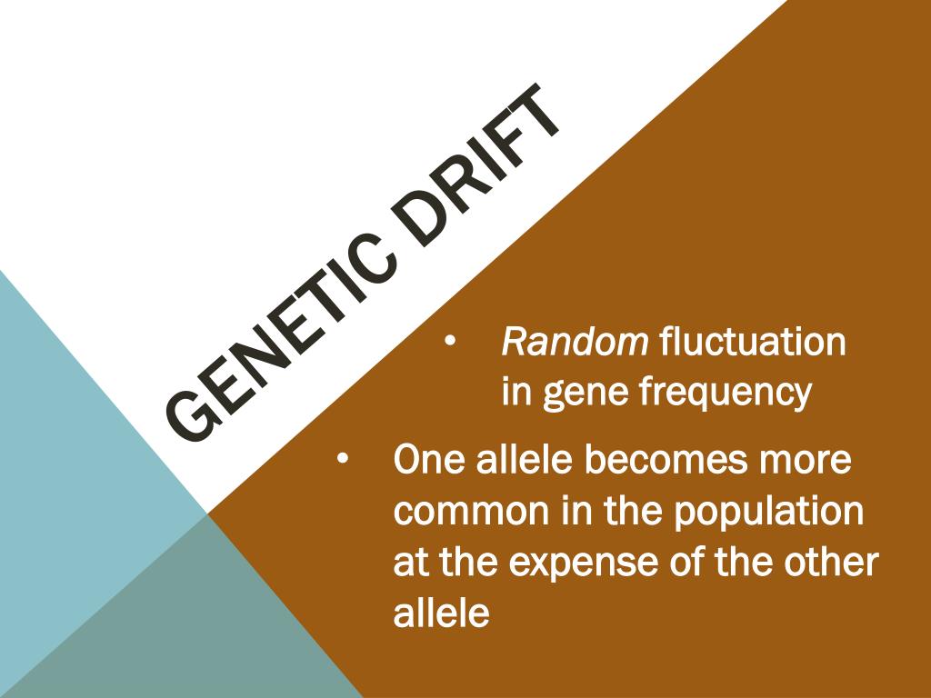 PPT - Genetic drift PowerPoint Presentation, free download - ID:2012248