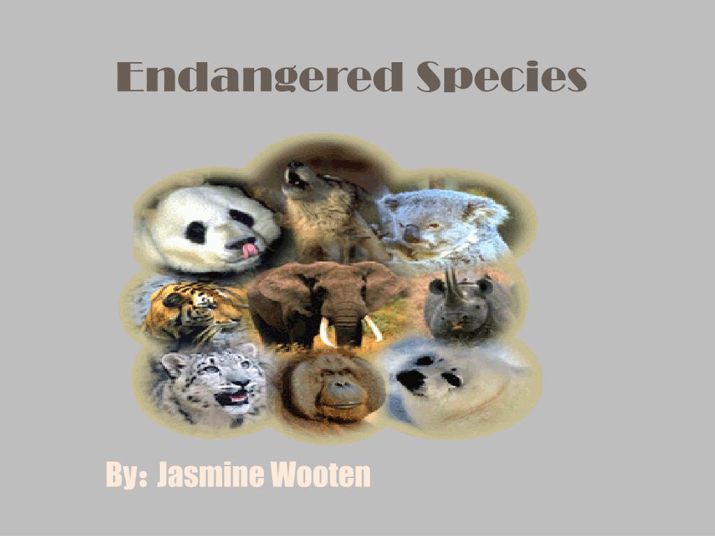 PPT - Endangered Species PowerPoint Presentation, free download - ID ...