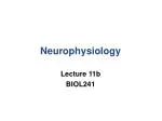 PPT - Neurophysiology PowerPoint Presentation, free download - ID:168209