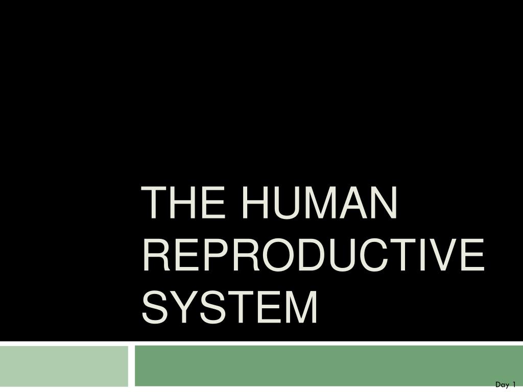 PPT - THE HUMAN REPRODUCTIVE SYSTEM PowerPoint Presentation, free ...